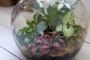 How to Grow and Care for Fittonia