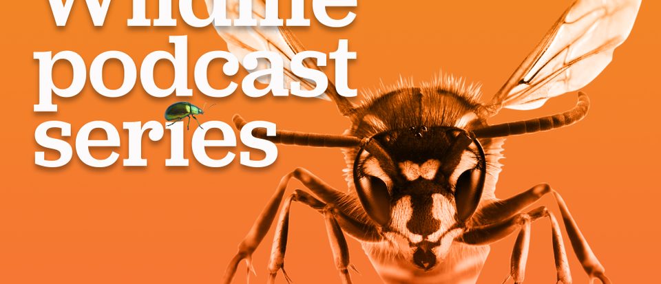 Wasps with Professor Seirian Sumner – wildlife podcast