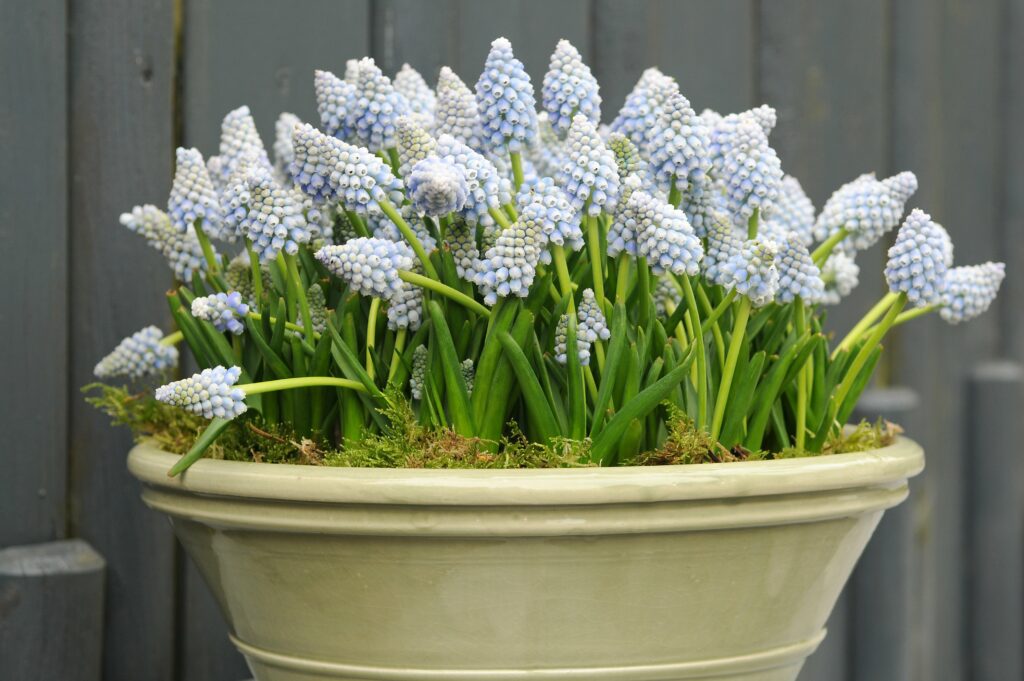 How to Grow Flower Bulbs in Containers?