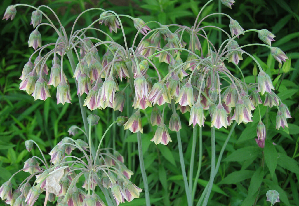 Sicilian Honey Garlic - Allium Bulgaricum